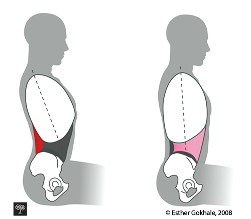 Building muscle mass á la Gokhale Method by focusing on length and strength | Gokhale Method ...